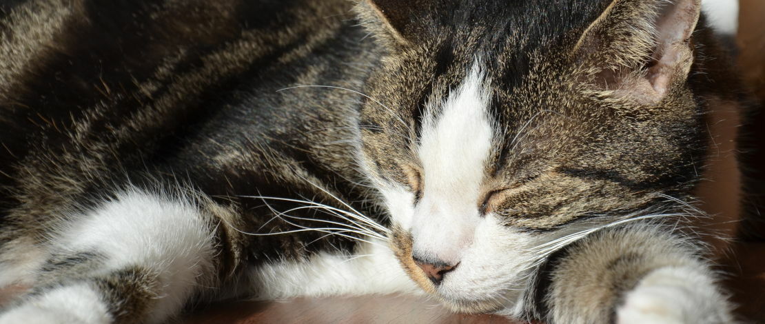 Jens Reimann (@ctron@dentrassi.de) - Mastodon